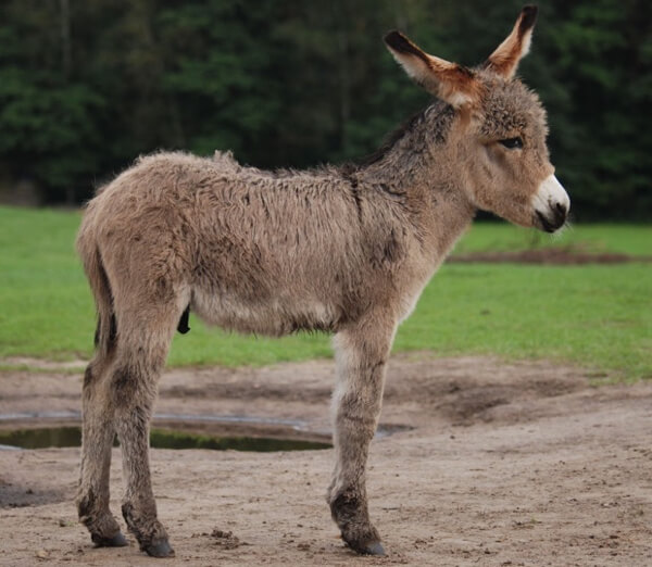 Donk What Is Donk Short For Donk What Is Donk Short For